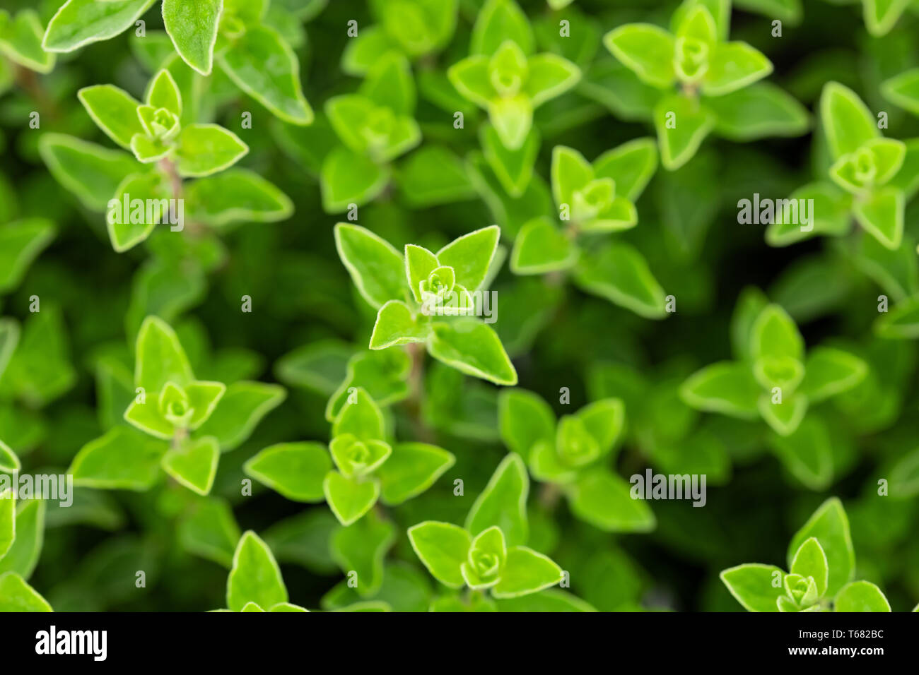 Fresh Oregano (origanum vulgare) plants background Stock Photo - Alamy