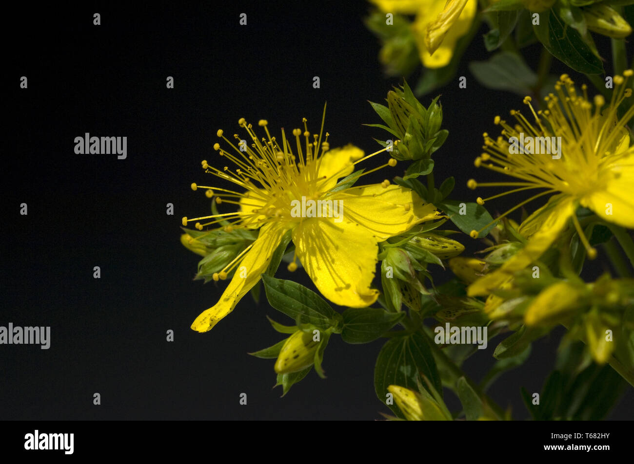 chase-devil, Klamath weed, Tipton's weed, goat weed, St. John's wort ...