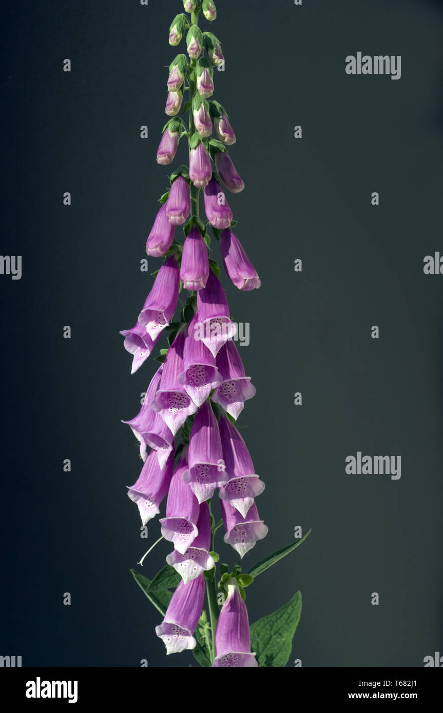 Red Foxgloves, Digitalis purpurea Stock Photo - Alamy