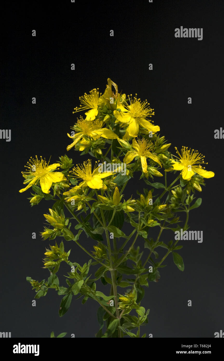 chase-devil, Klamath weed, Tipton's weed, goat weed, St. John's wort ...