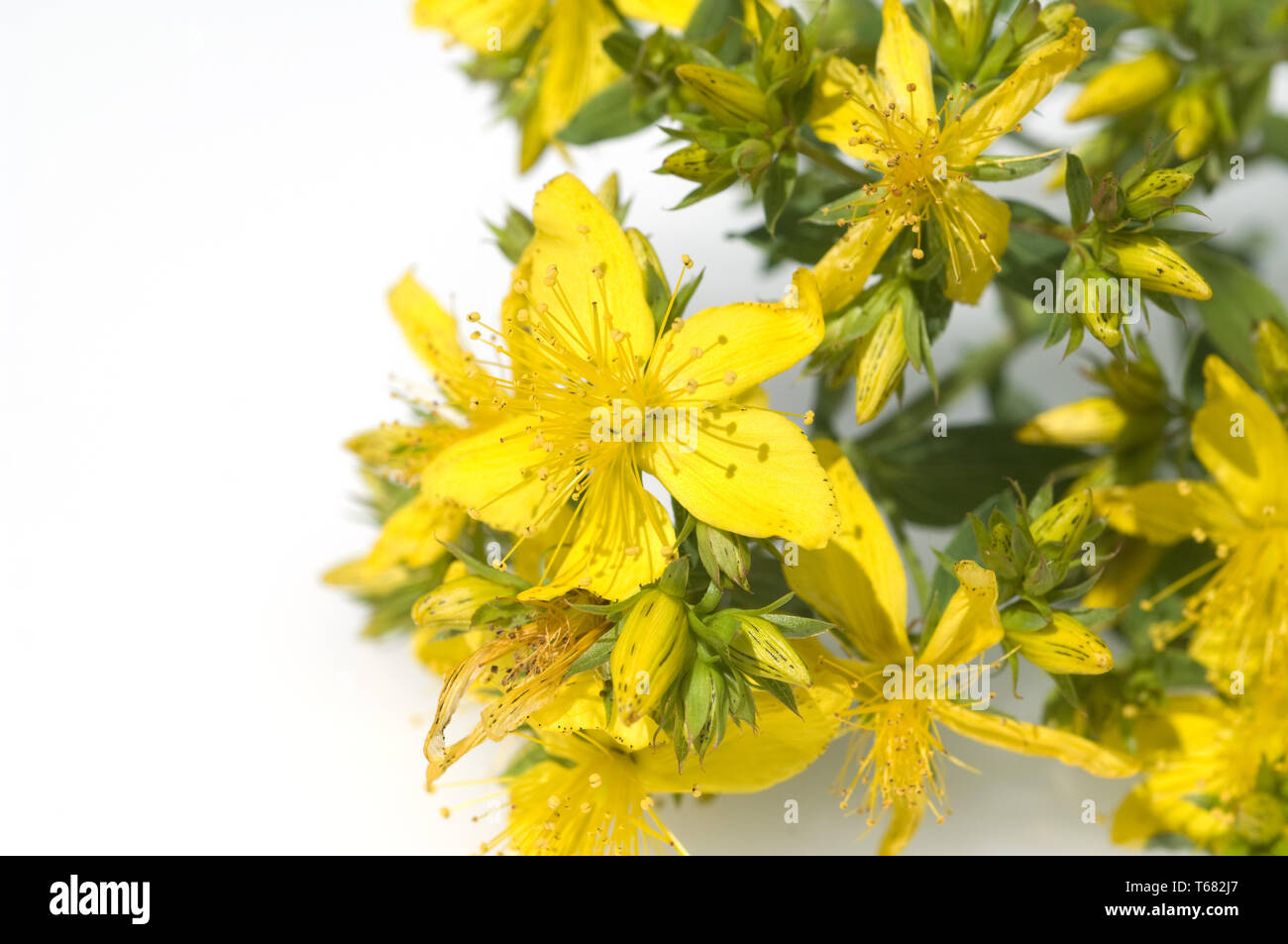 chase-devil, Klamath weed, Tipton's weed, goat weed, St. John's wort ...