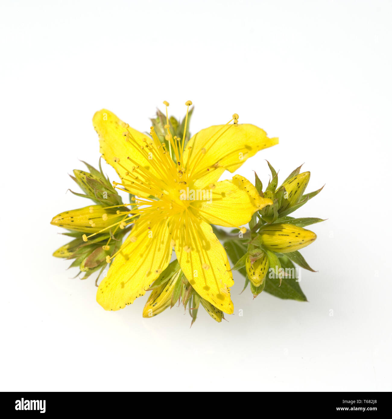 chase-devil, Klamath weed, Tipton's weed, goat weed, St. John's wort ...