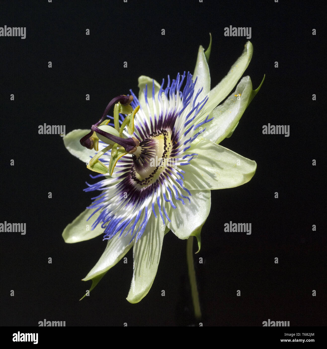 Passion Flower (Passiflora Stock Photo - Alamy