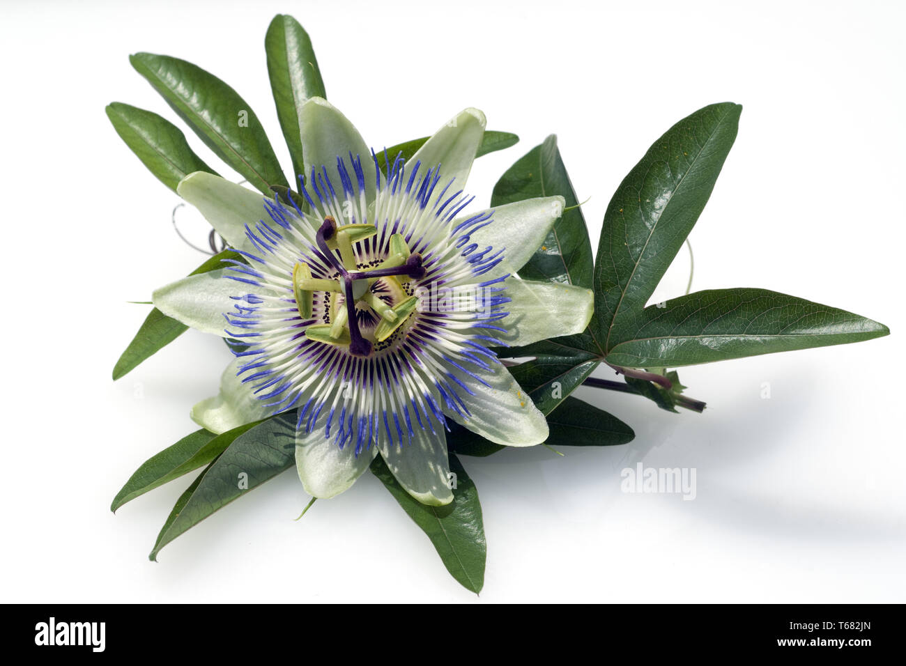 Passion Flower (Passiflora Stock Photo - Alamy