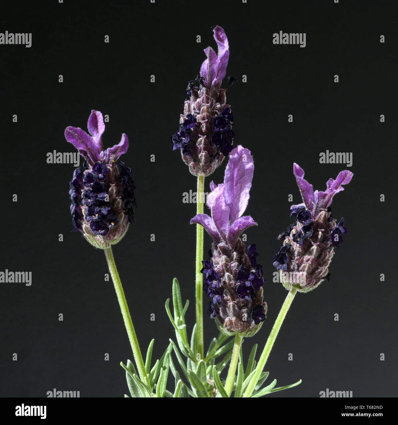 Spanish lavender, Lavandula stoechas Stock Photo - Alamy