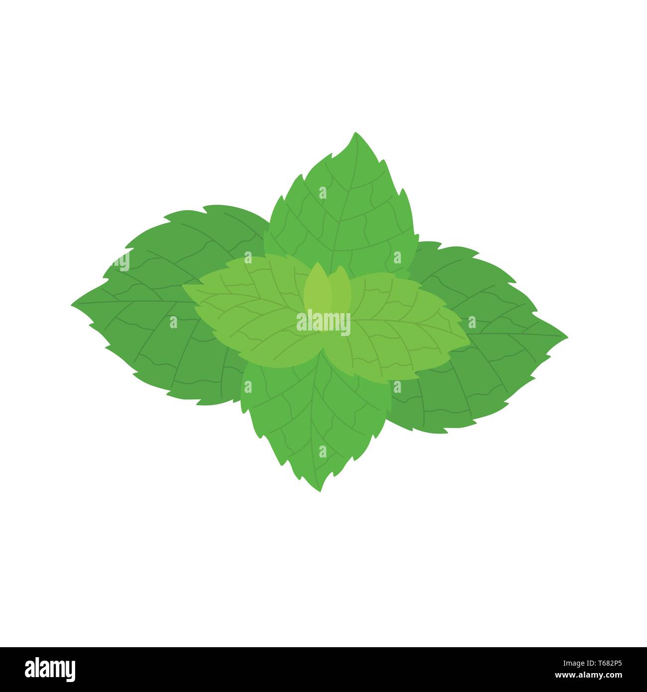 Vector fresh mint leaves on a white background Stock Vector Image & Art ...