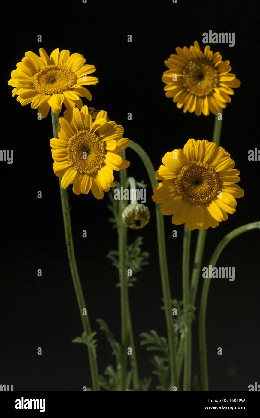 golden marguerite [Anthemis tinctoria] or yellow chamomile Stock Photo ...