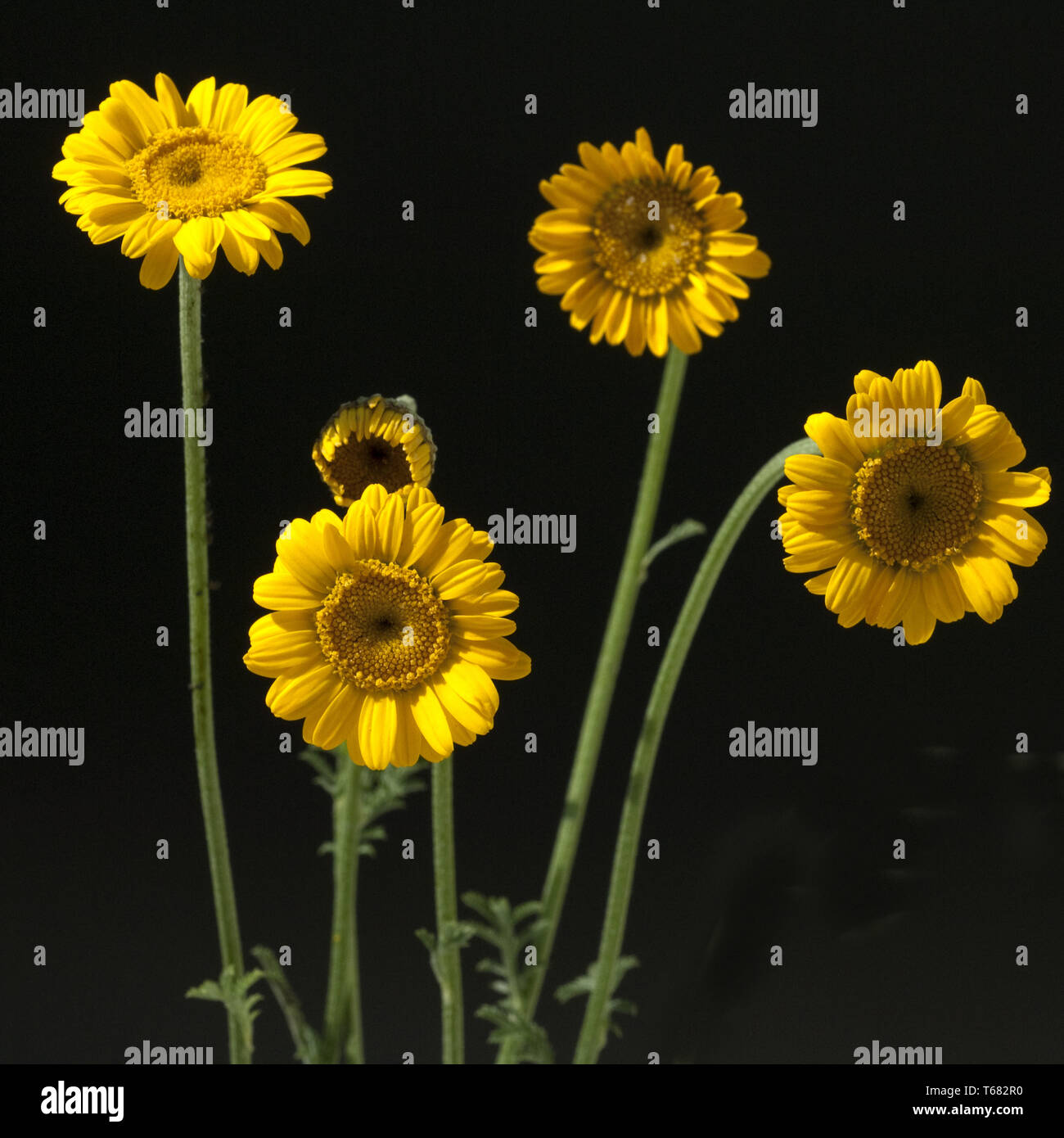 golden marguerite [Anthemis tinctoria] or yellow chamomile Stock Photo ...