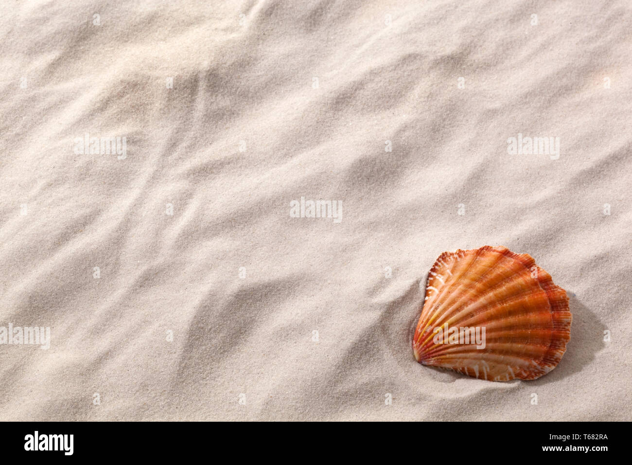 Sandy beach with Mussels Stock Photo - Alamy