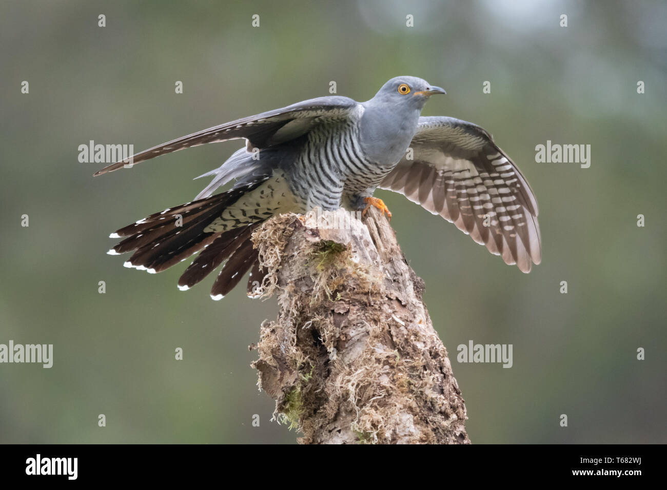 Cuckoo (Cuculus canorus) bird landing on a perch during Spring, Surrey ...