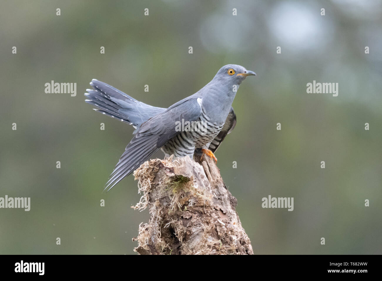 Cuckoo (Cuculus canorus) bird on a perch during Spring, Surrey, UK ...