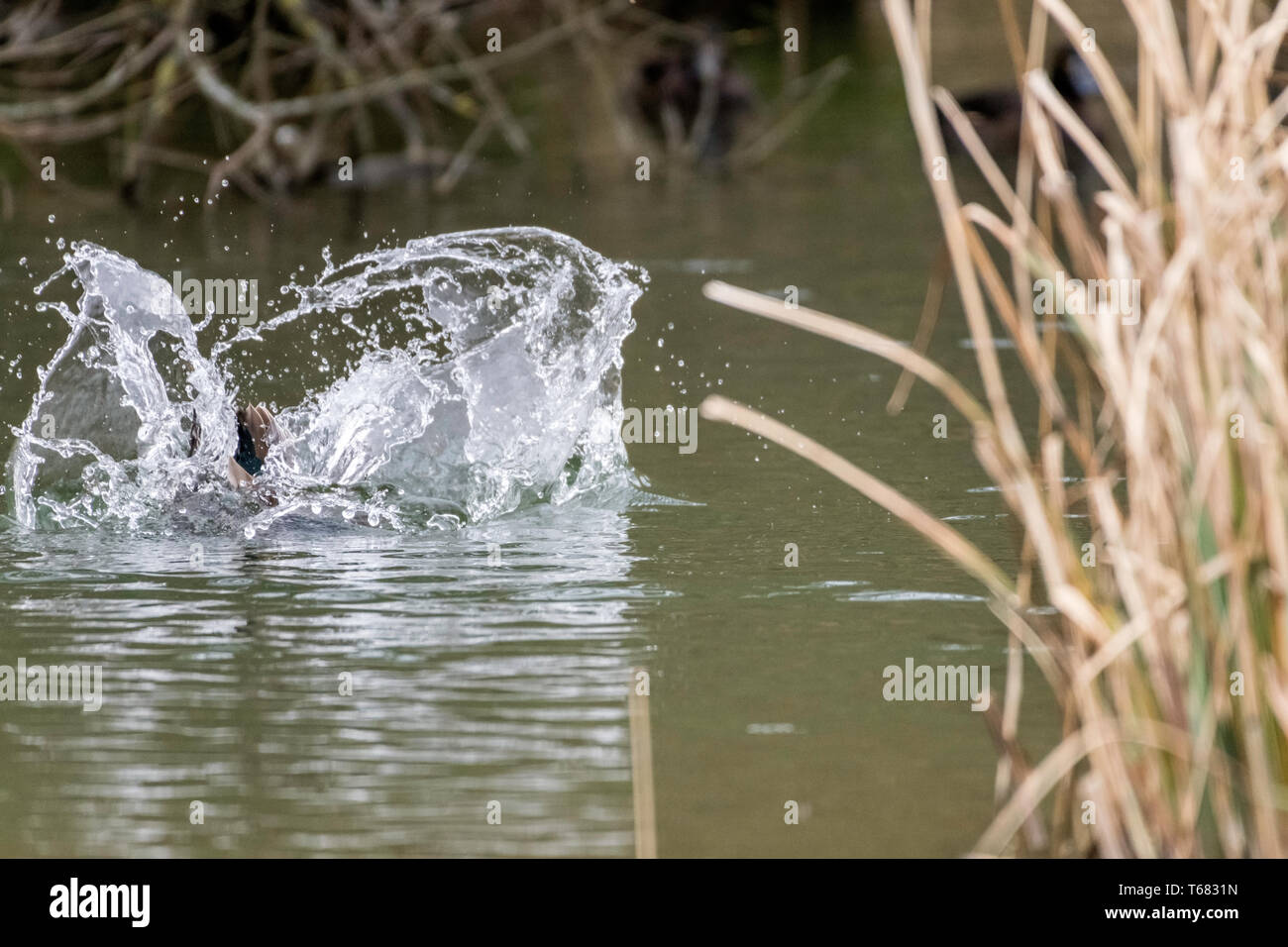 Duck splash at the pond Stock Photo - Alamy
