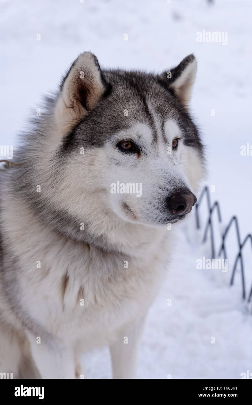 Portrait young Alaskan Malamute in the snow Stock Photo - Alamy