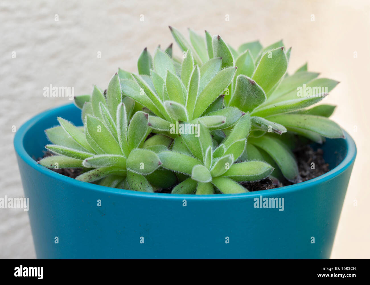 Sempervivum tectorum succulent hi-res stock photography and images - Alamy