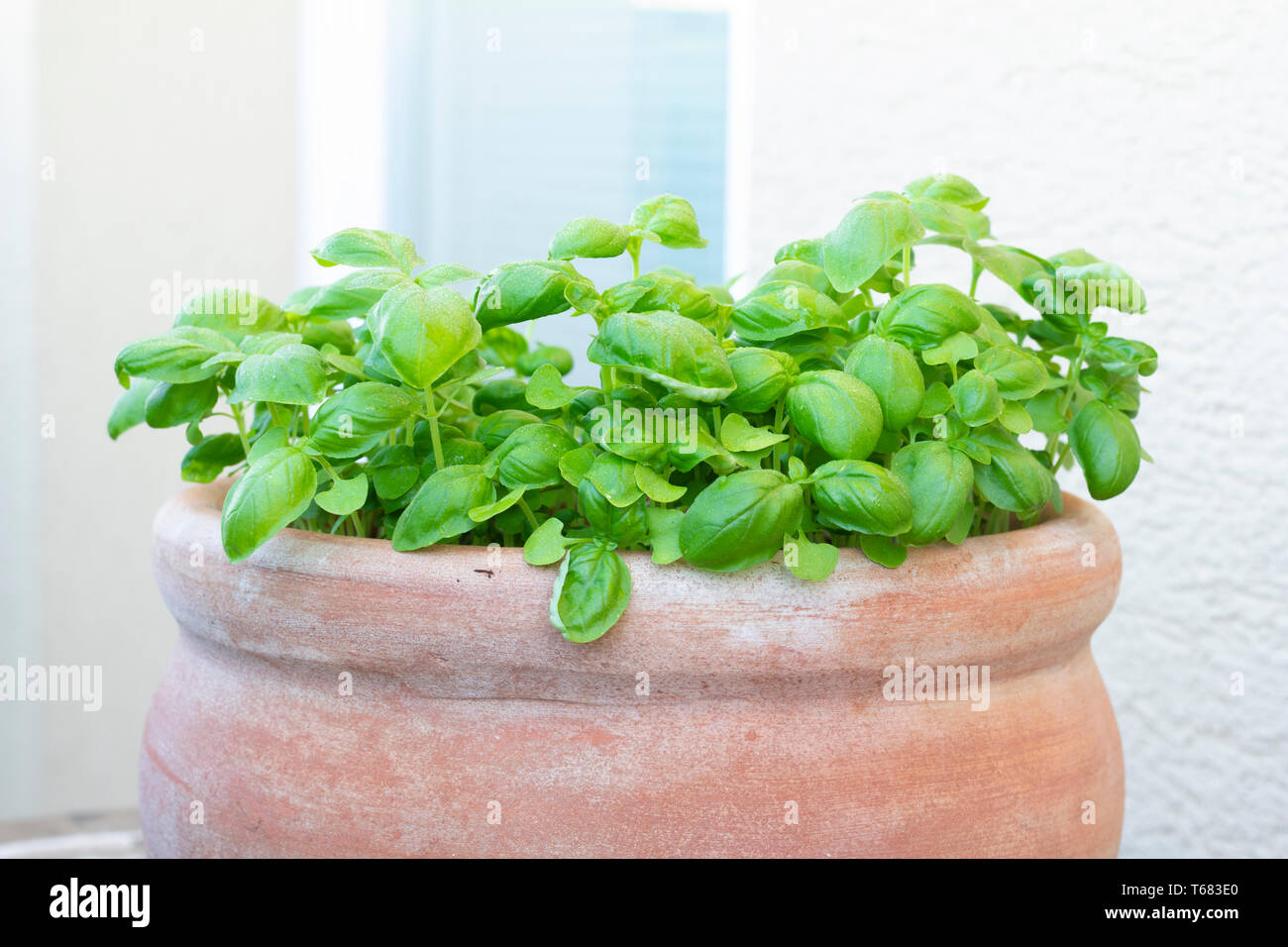 Basil plant hi-res stock photography and images - Alamy