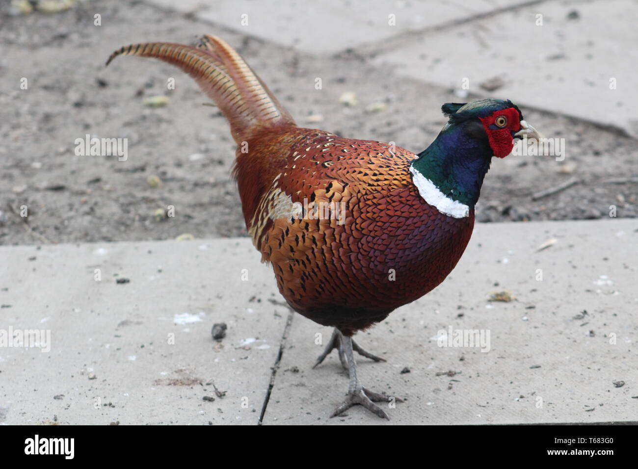 Male Pheasant Phasianus colchicus cock pheasant taken in UK Yorkshire ...