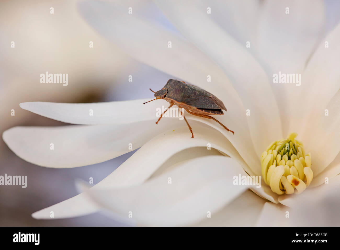 Heteroptera bug on white spring blossom, Box Bug (Gonocerus ...