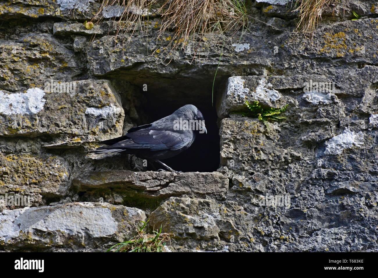 Jackdaw (Coloeus monedula) nesting in a joist hole in the stone wall at ...