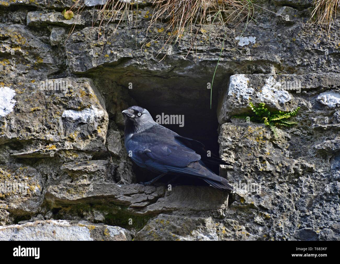 Jackdaw Nest High Resolution Stock Photography and Images - Alamy