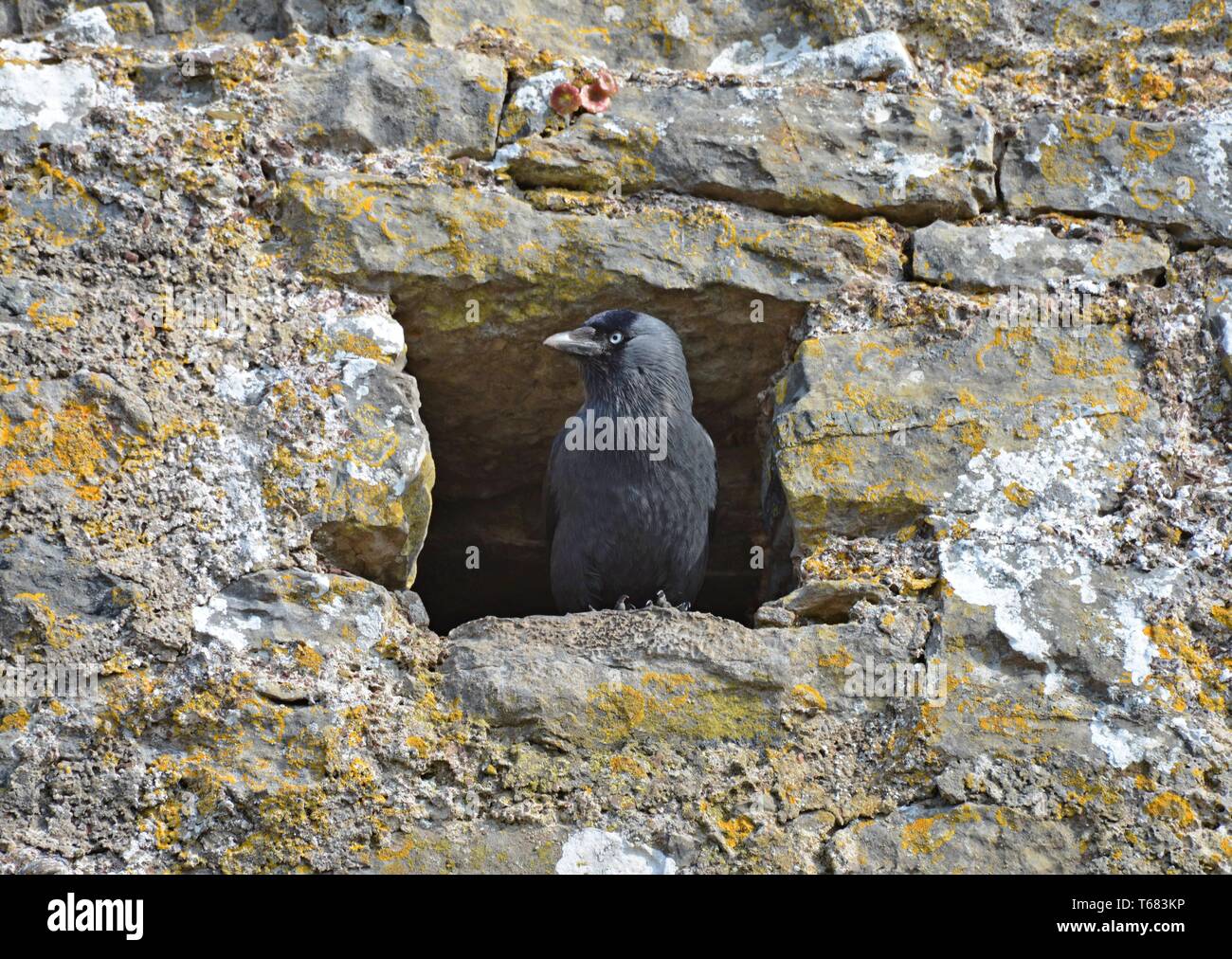 Jackdaw (Coloeus monedula) nesting in a joist hole in the stone wall at ...