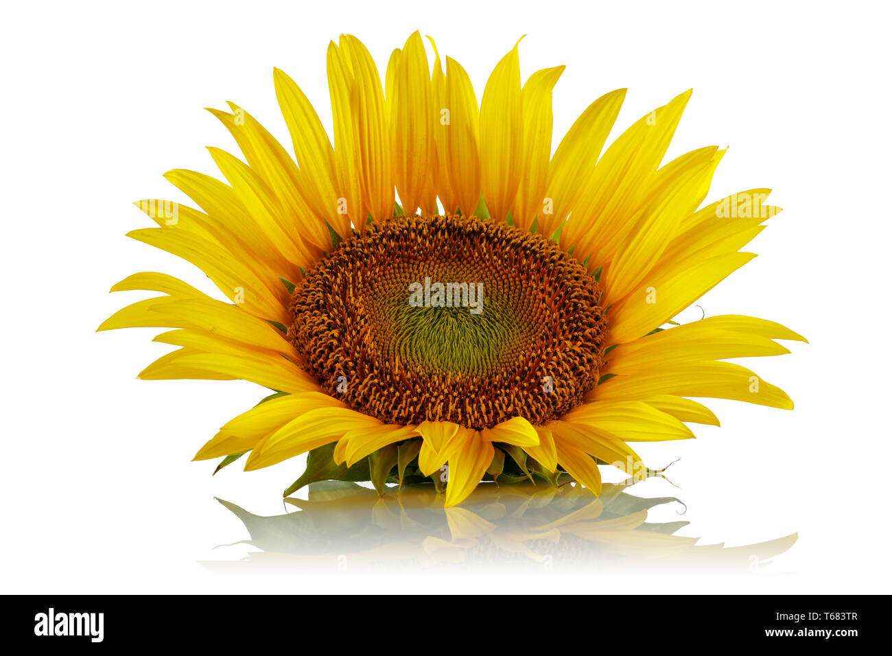Single Sunflower isolated on white background Stock Photo - Alamy