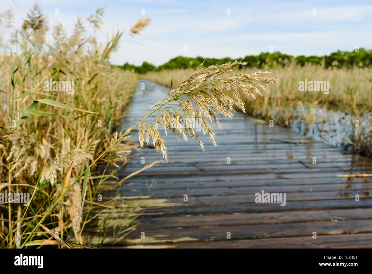 Reed seeds protruding from a flooded lake next to a floating wooden ...