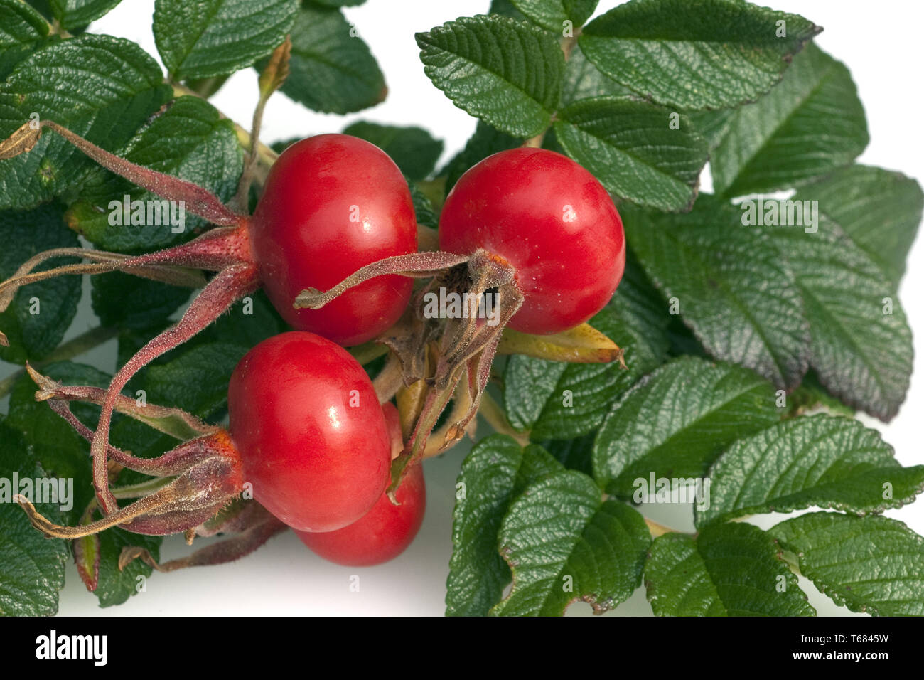 Rosehip or dog rose, Rosa canina Stock Photo - Alamy