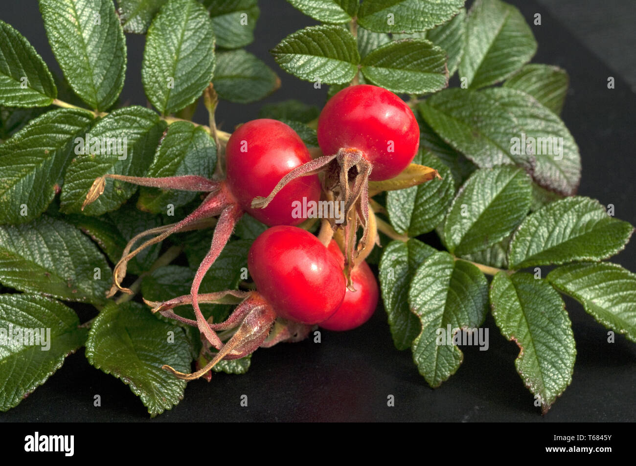 Rosehip or dog rose, Rosa canina Stock Photo - Alamy