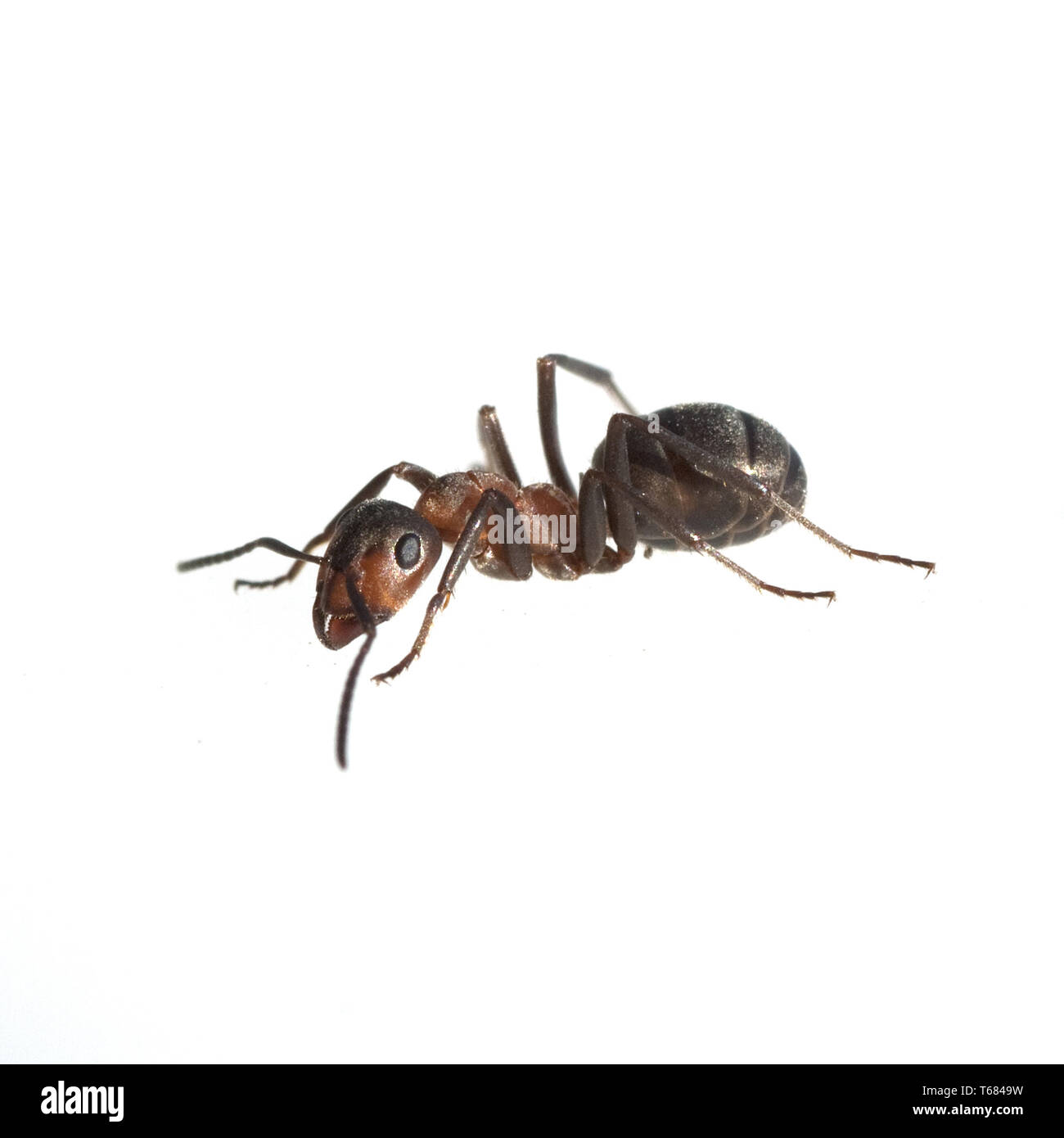 Horse ant or Red Wood Ant, Formica rufa, Germany Stock Photo - Alamy