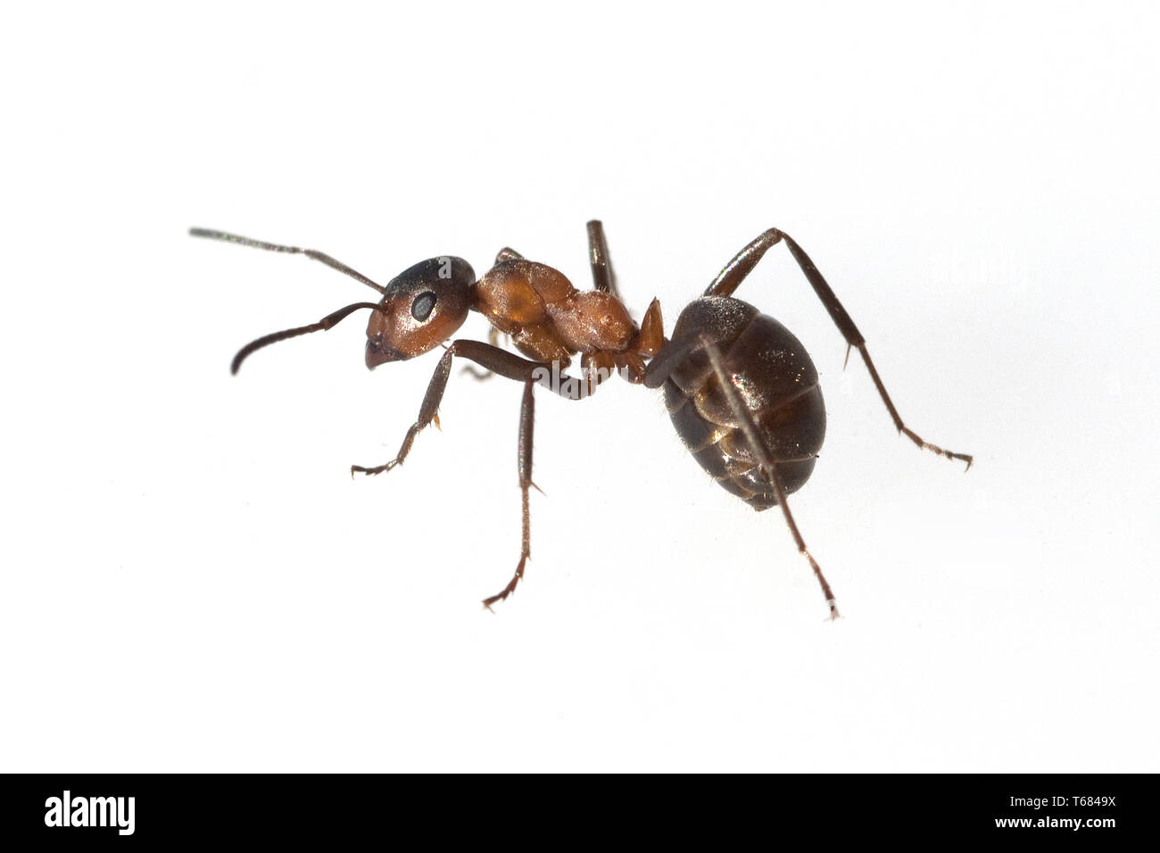 Horse ant hi-res stock photography and images - Alamy