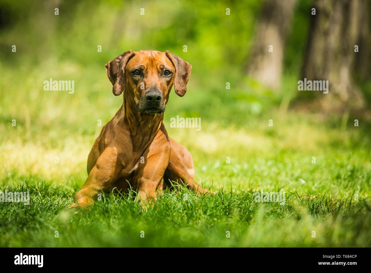 Rhodesian ridgeback with brown hair lying down on green grass, sunny ...