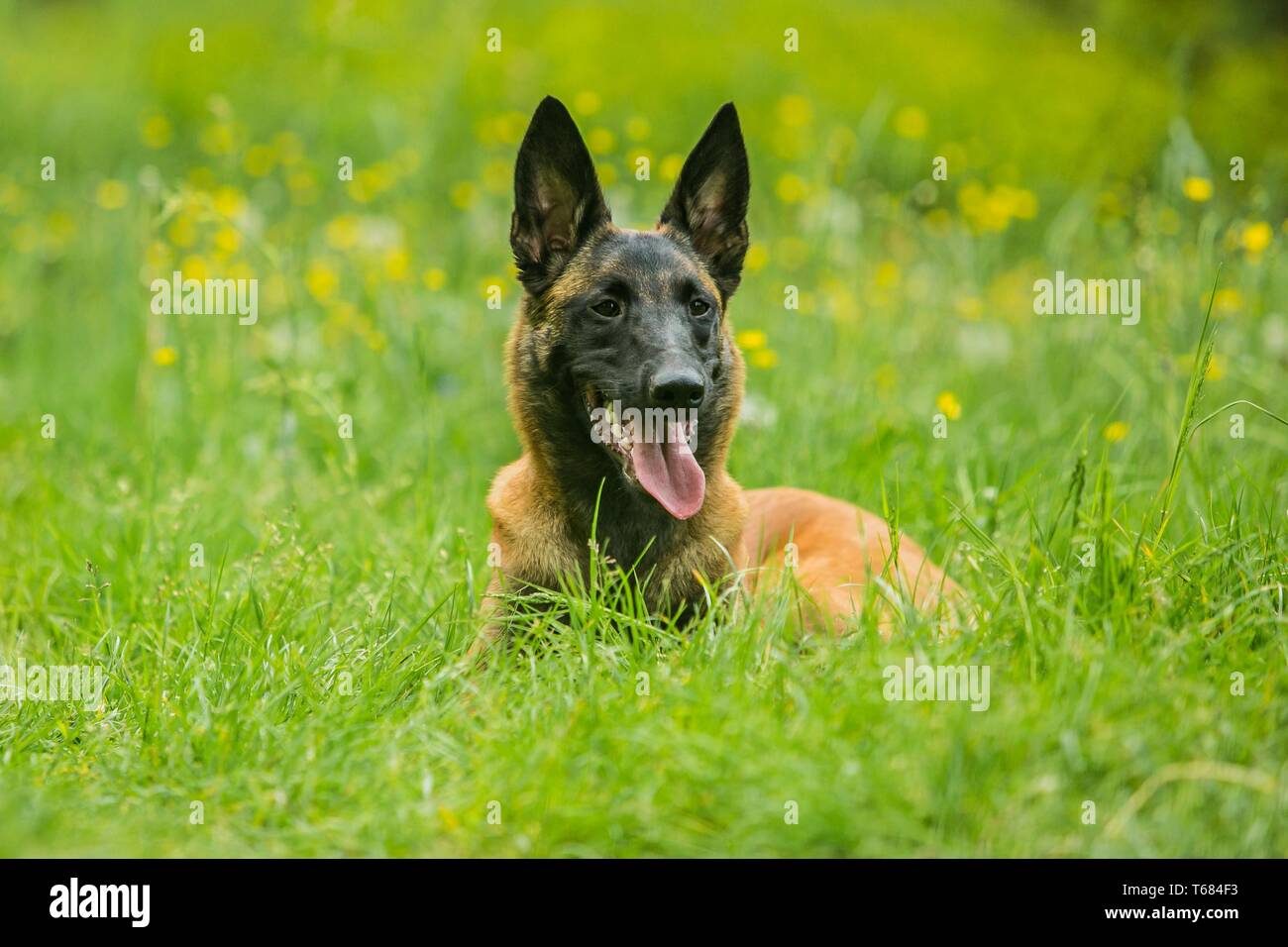 Belgian malinois black hi-res stock photography and images - Alamy