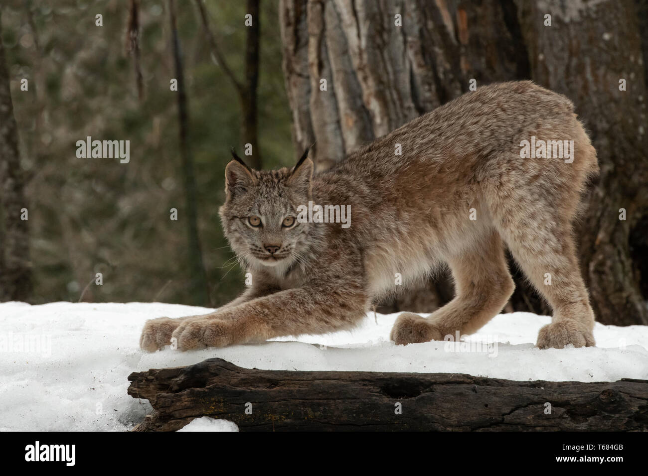 North America; United States; Montana; Wildlife; Mammals; Predators ...