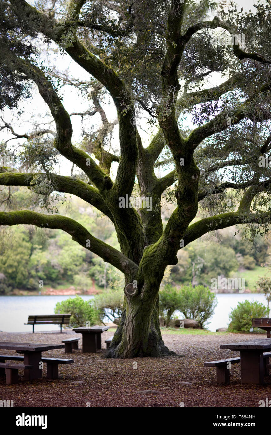View of a branched tree Stock Photo - Alamy