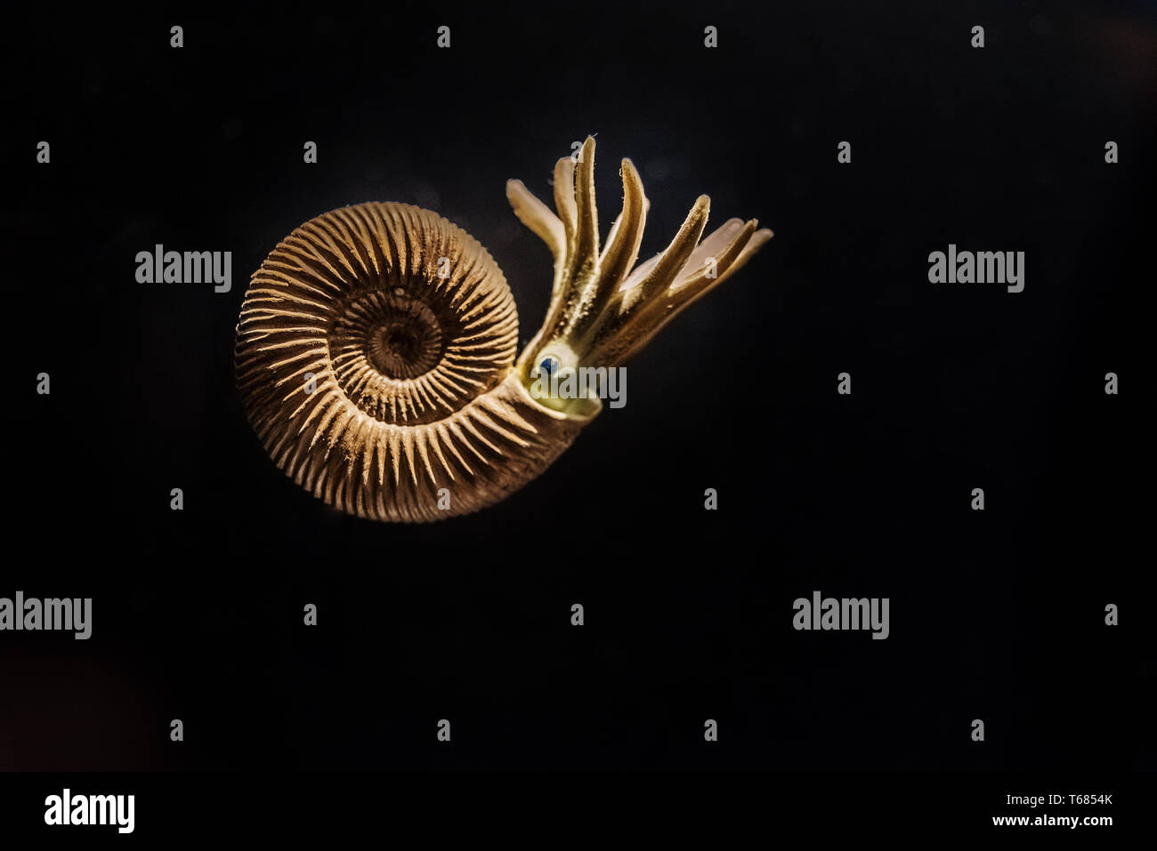 Ancient ammonite reconstruction hi-res stock photography and images - Alamy