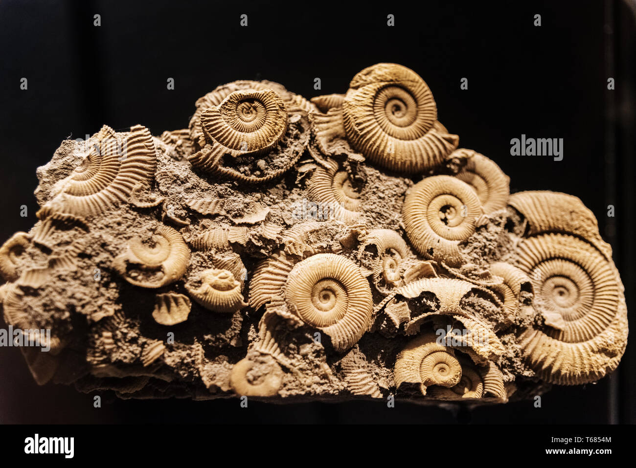 Ancient ammonite reconstruction hi-res stock photography and images - Alamy