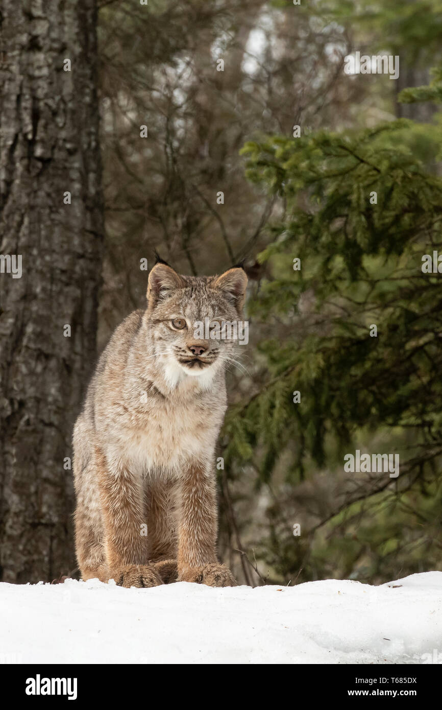 North America; United States; Montana; Wildlife; Mammals; Predators ...