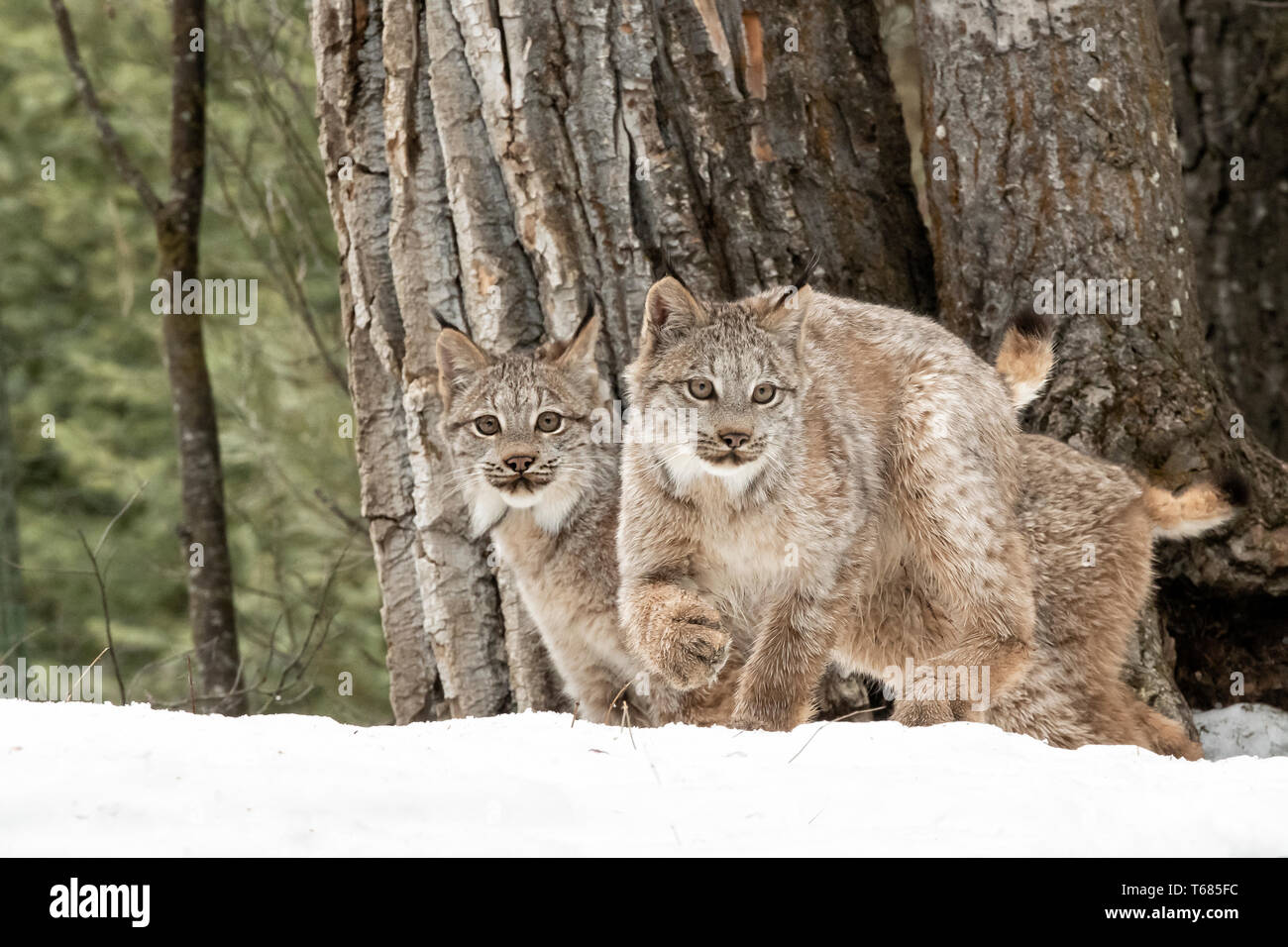 Canada lynx lynx canadensis kittens hi-res stock photography and images ...