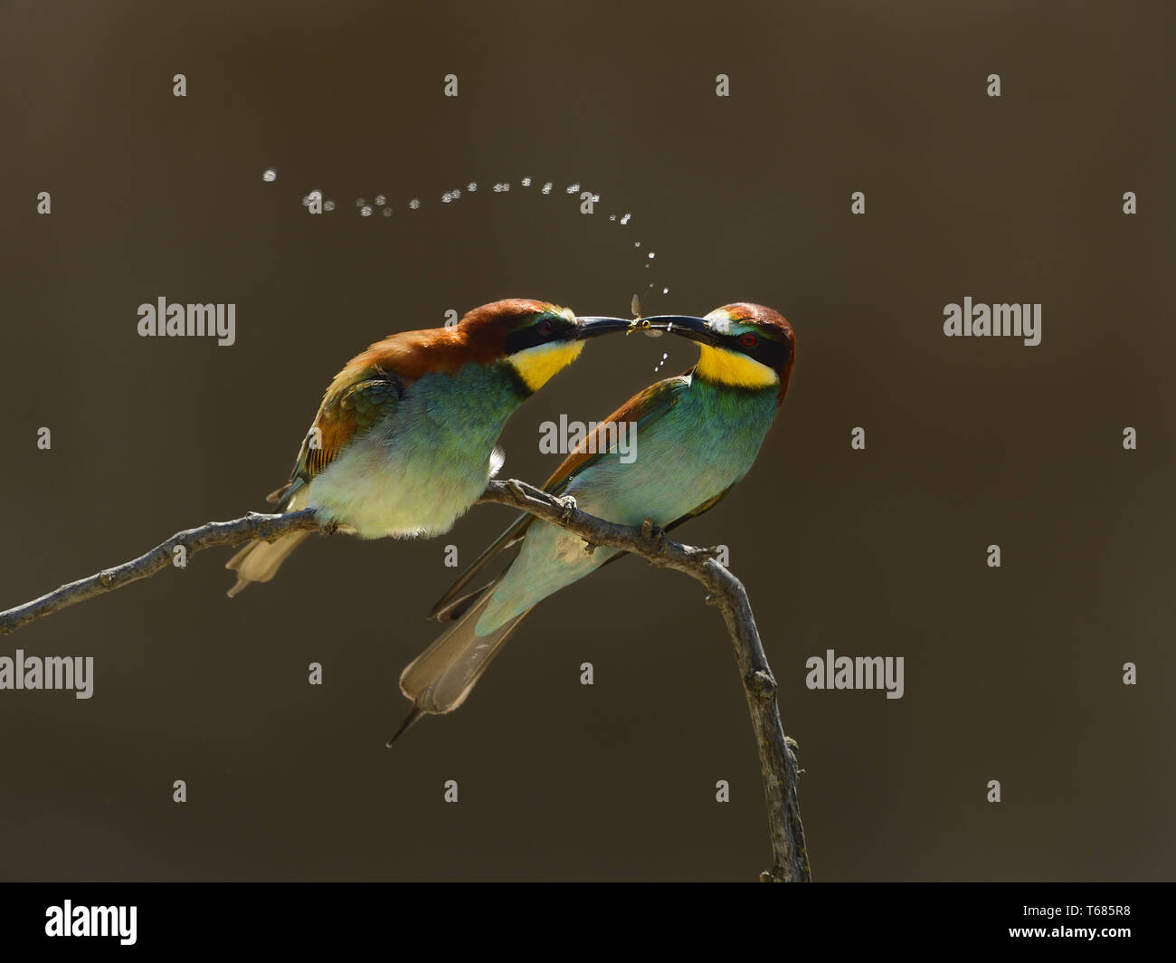 Bee eater couple hi-res stock photography and images - Alamy