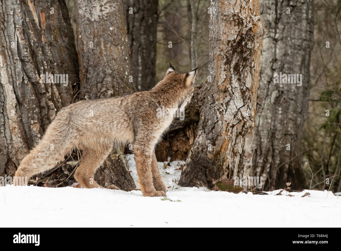 Lynx hunting hi-res stock photography and images - Alamy