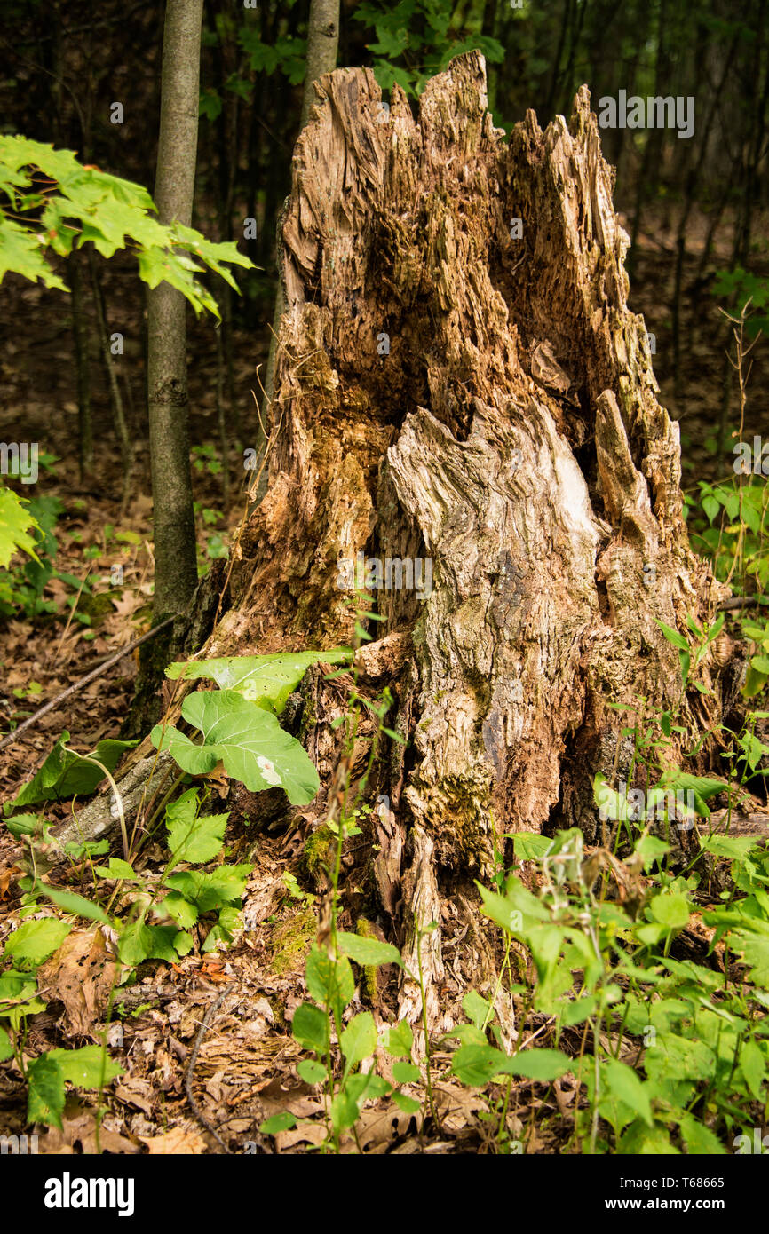 Old rotting tree stump in hi-res stock photography and images - Alamy
