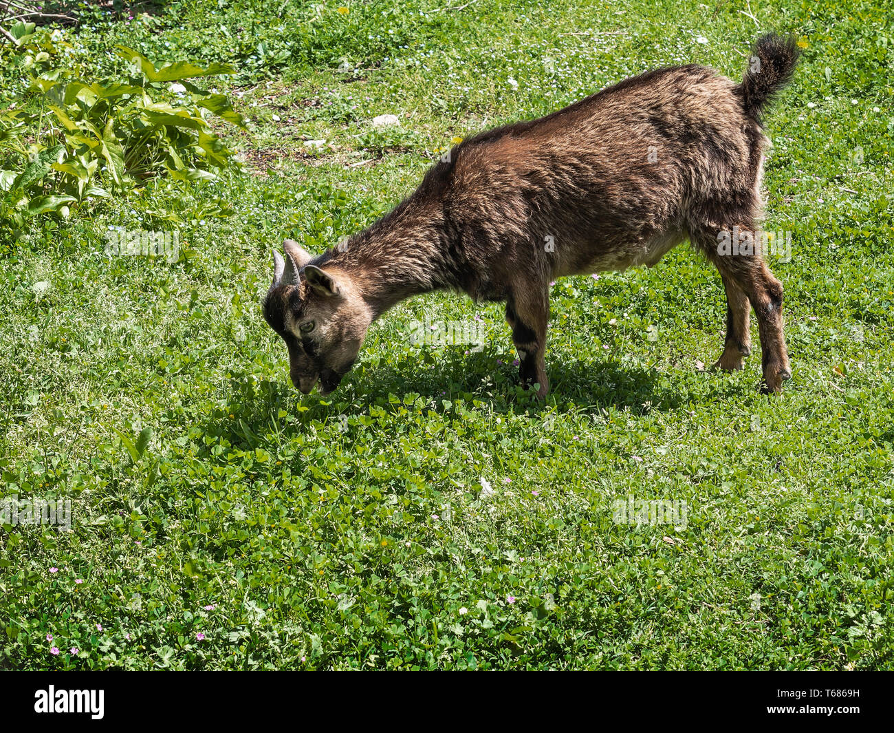 Small brown Italian goat, grazing. Palmaria island, off the Gulf of ...