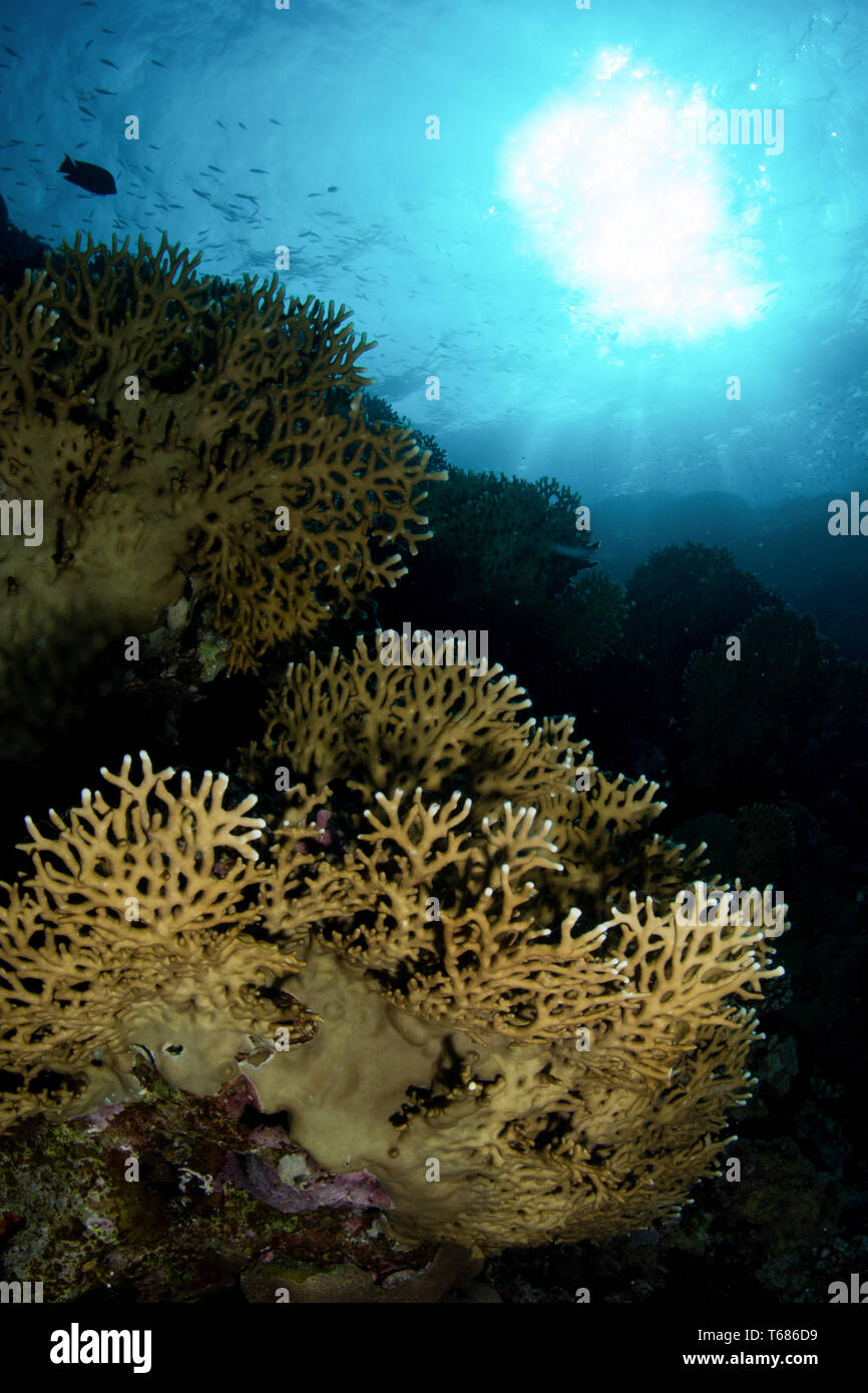 Yellow fire coral in the Red Sea beneath a sunburst Stock Photo - Alamy