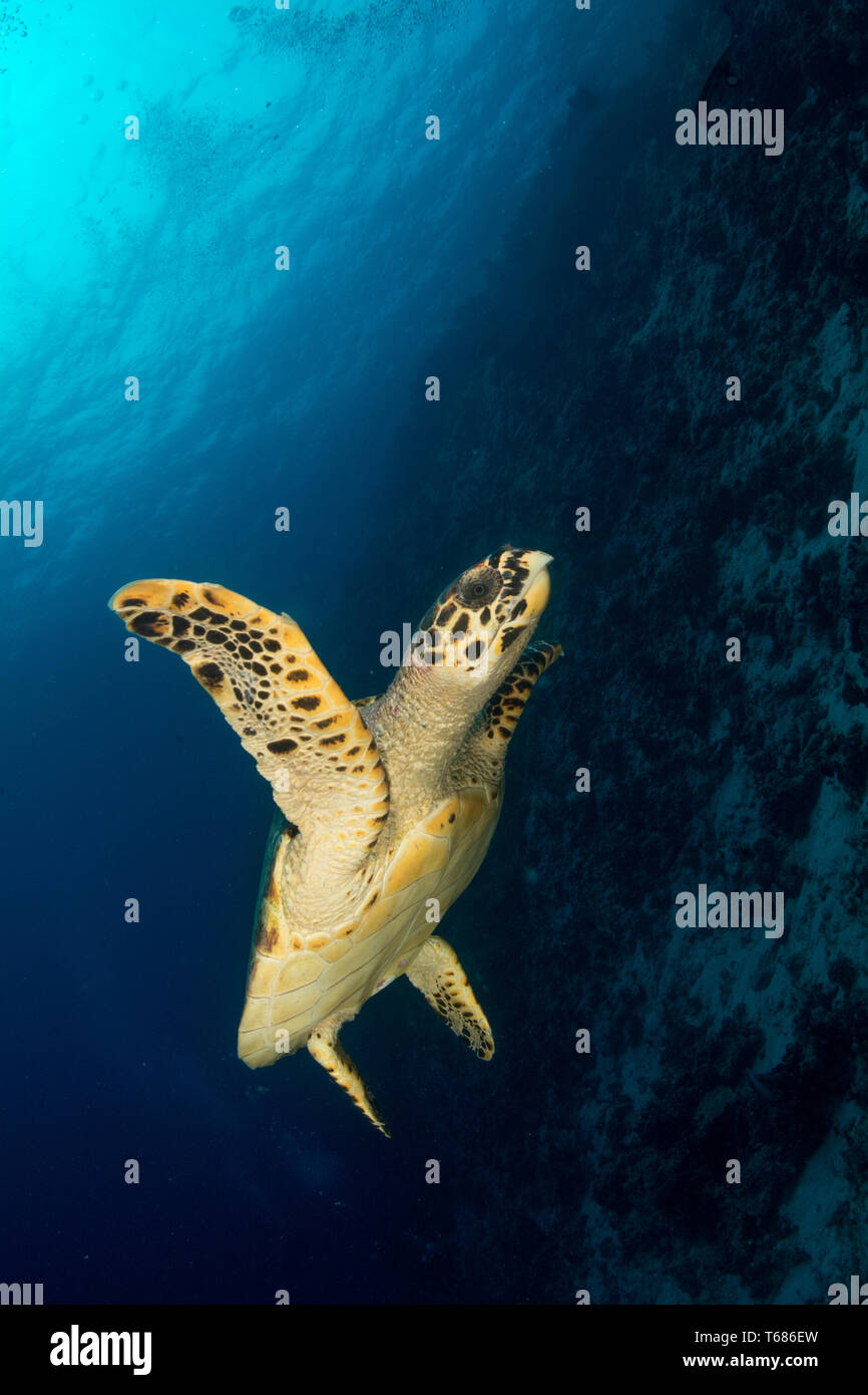Turtle swimming to camera hi-res stock photography and images - Alamy
