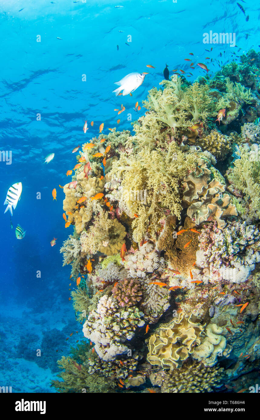 Vibrant coral reef in tropical water, with multi coloured hard and soft ...