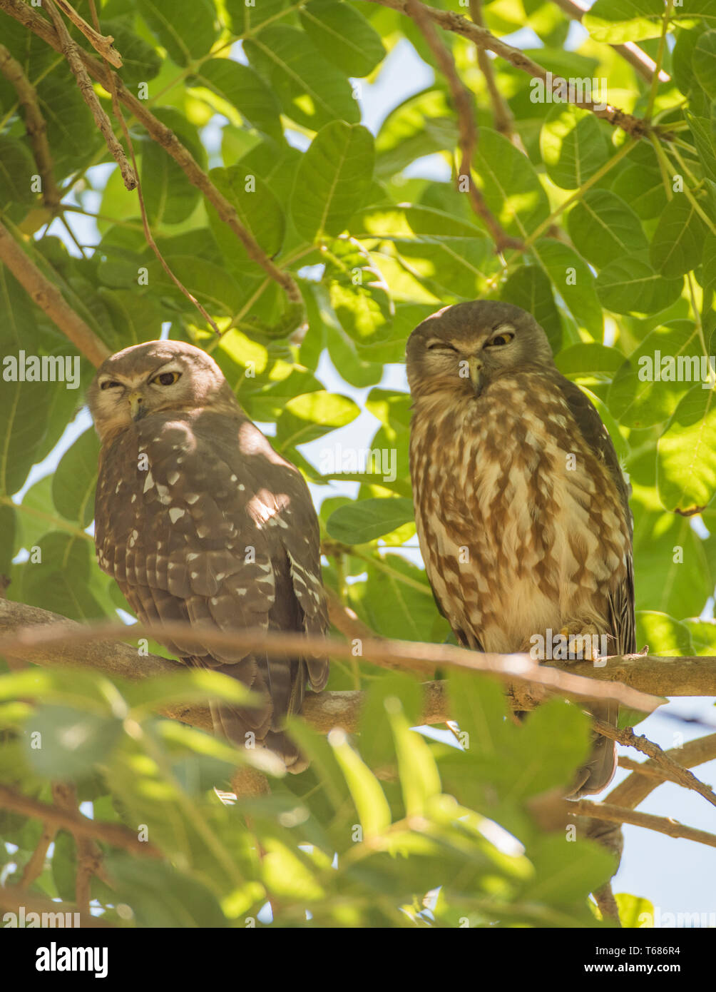 Australian barking owl hi-res stock photography and images - Alamy
