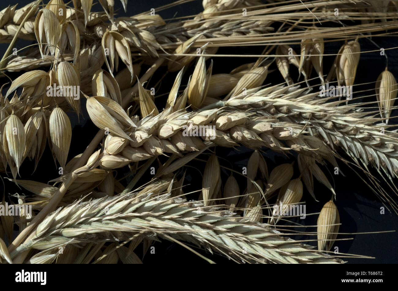 Barley, Hordeum vulgare Stock Photo - Alamy