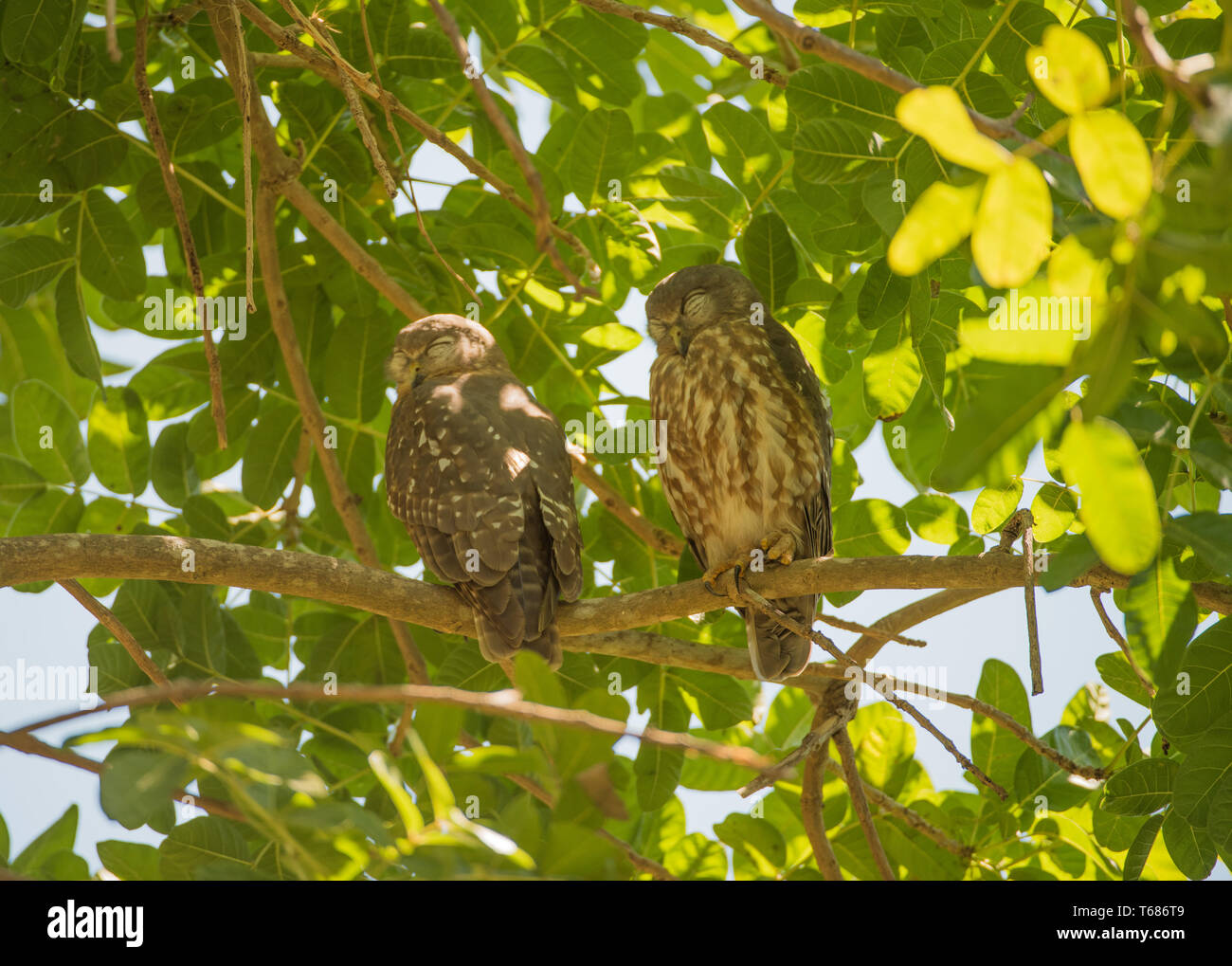 Australian barking owl hi-res stock photography and images - Alamy