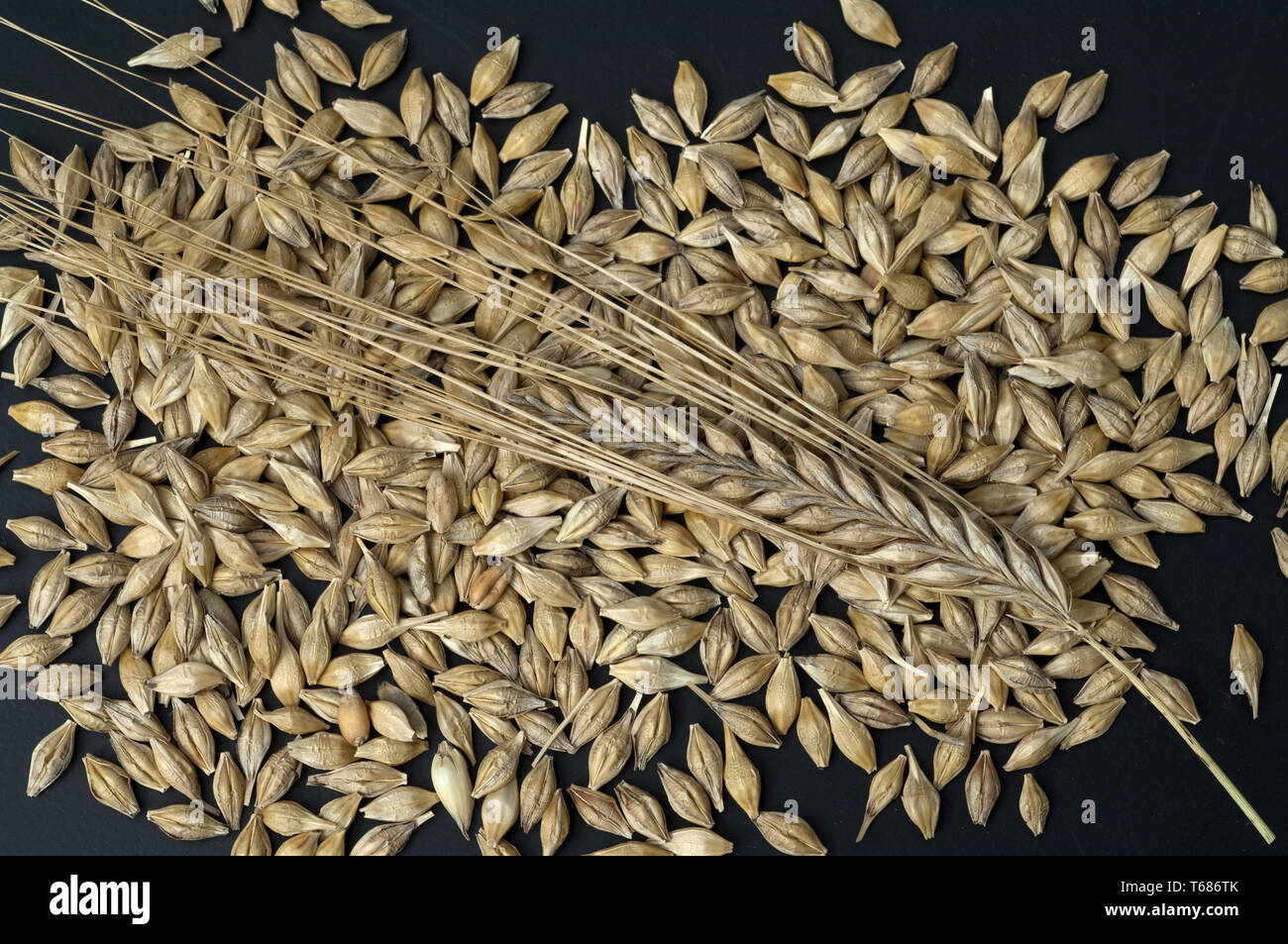 Barley, Hordeum vulgare Stock Photo - Alamy