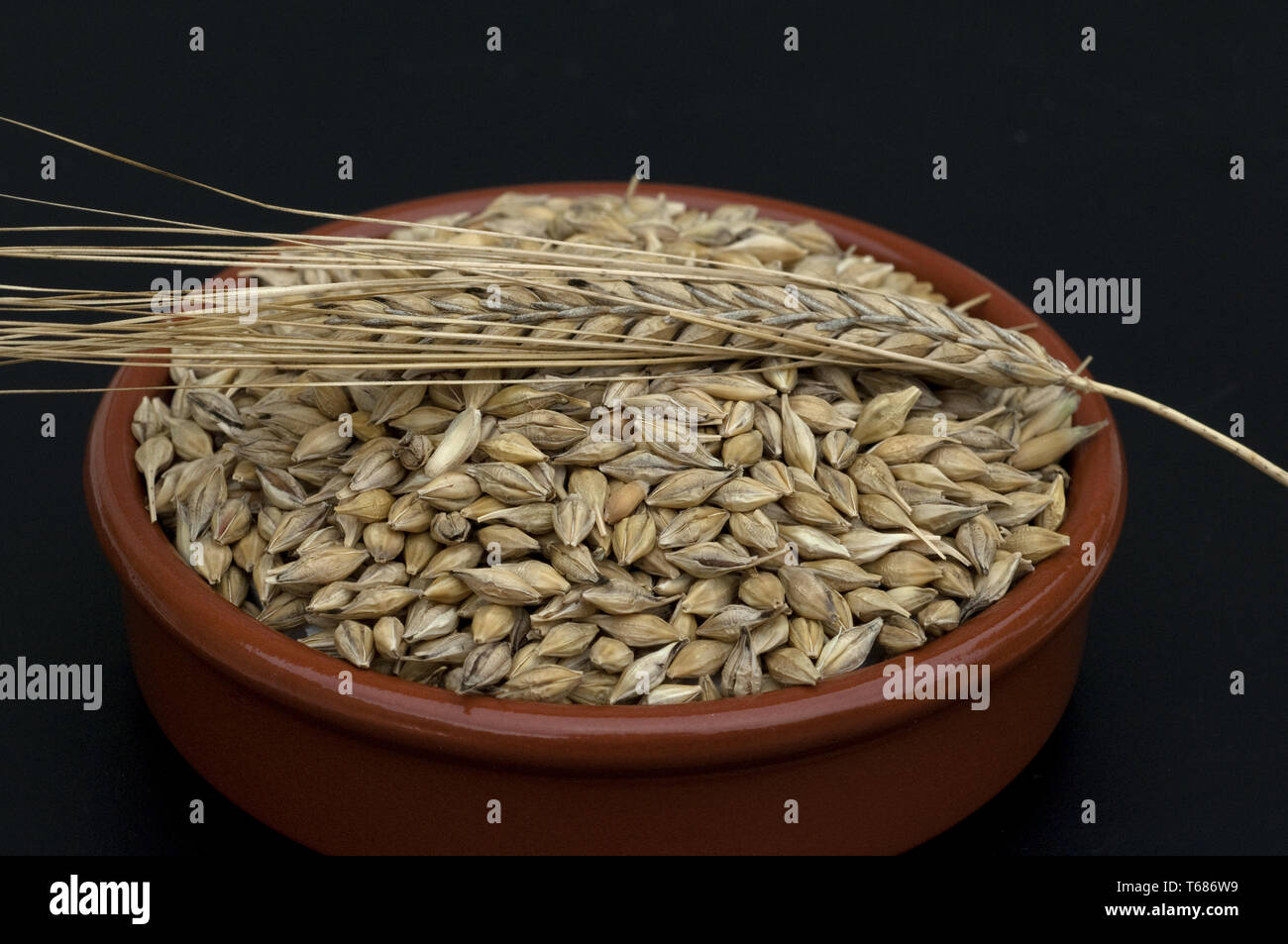 Barley, Hordeum vulgare Stock Photo - Alamy